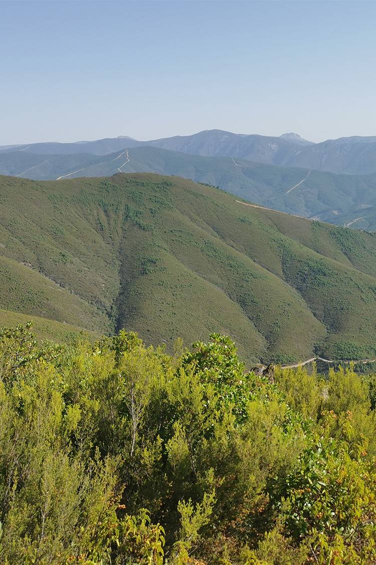 Santander to plant 275,000 trees in three Spanish forests with Motor ...