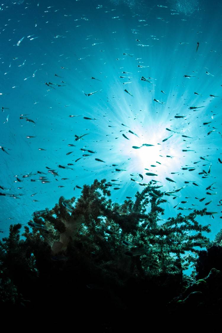 Blue bonds: the value of conserving marine ecosystems