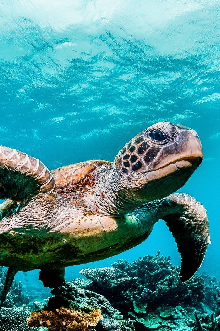 The blue economy and how it helps the planet